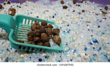 32 Fecal dust Images, Stock Photos & Vectors | Shutterstock