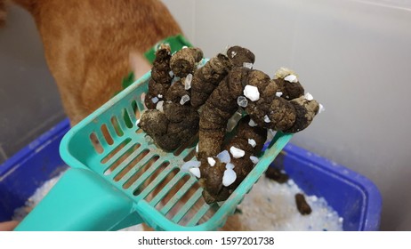 32 Fecal dust Images, Stock Photos & Vectors | Shutterstock