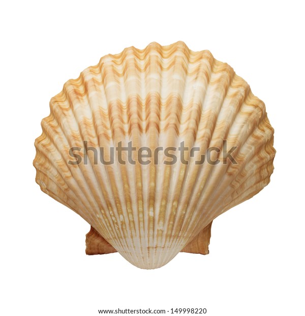 Close Ocean Shell Isolated On White Foto stock 149998220 | Shutterstock