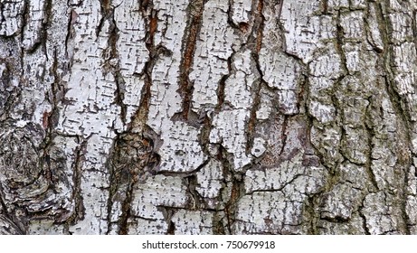45 Crank trunk Images, Stock Photos & Vectors | Shutterstock