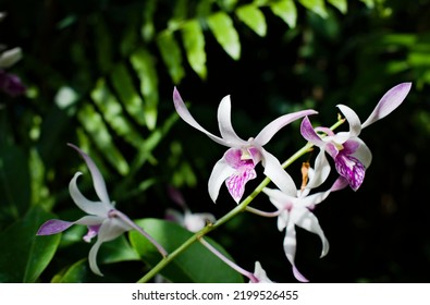 1,832 Axillary flower Images, Stock Photos & Vectors | Shutterstock
