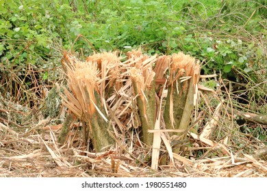 541 Ripped tree bark Images, Stock Photos & Vectors | Shutterstock