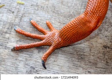 2,099 Lizard with red spots Images, Stock Photos & Vectors | Shutterstock