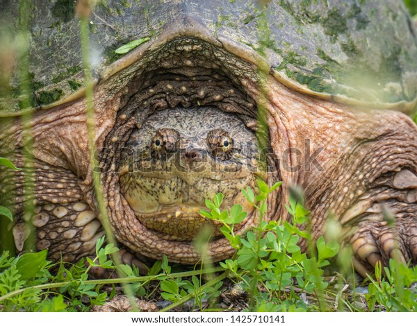 Close On Head Snapping Turtle Slowly Stock Photo 1425710141 | Shutterstock