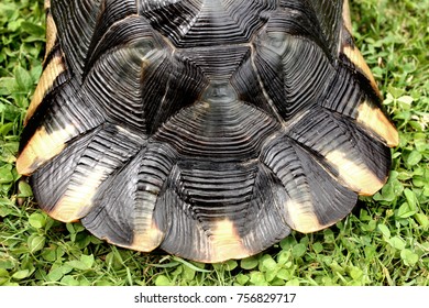 Close On Terrestrial Turtle Shell Stock Photo 756829717 | Shutterstock