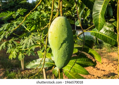 Close One Mango Mango Tree Stock Photo 1966570018 | Shutterstock