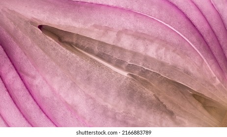 Close Onion Slice Texture Onion Background Stock Photo 2166883789 ...