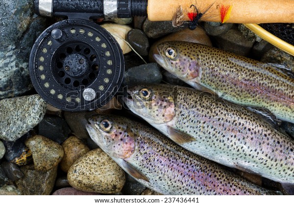 Close Overhead View Three Wild Trout Stock Photo (Edit Now) 237436441