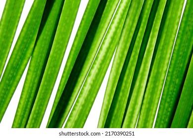 Palme blade Images, Stock Photos & Vectors | Shutterstock