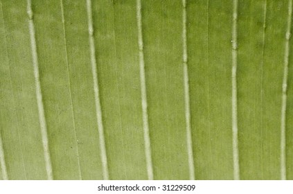 77 afbeeldingen voor Costapalmate leaf: afbeeldingen, stockfoto‘s en ...