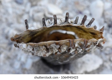 Close Partially Opened Shell Spiky Edges Stock Photo 1064945423 ...