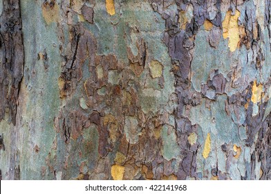 853 Gumtree trunk Images, Stock Photos & Vectors | Shutterstock