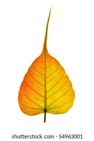 2,721 Peepal leaf Images, Stock Photos & Vectors | Shutterstock