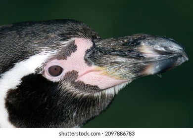 2,068 Penguin feathers close up Images, Stock Photos & Vectors ...