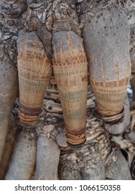 Close Penis Tree Root System Stock Photo 1066150358 | Shutterstock