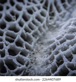 Biochar Cell Structure Full Image AI-generated image 2449974097 ...