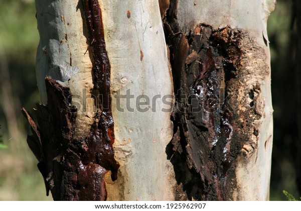 Close Photo Eucalyptus Tree Bleeding Dark Stock Photo 1925962907 ...
