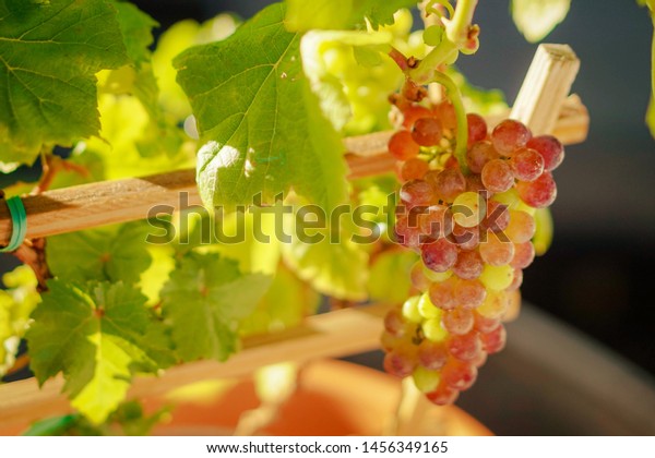 Close Pixie Grape Vine Pixie Natural Stock Photo 1456349165 | Shutterstock