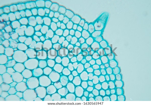 Close Plant Stem Under Microscope Classroom Stock Photo 1630565947 ...