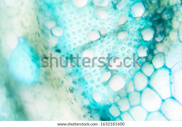 Close Plant Stem Under Microscope Classroom Stock Photo 1632181600 ...
