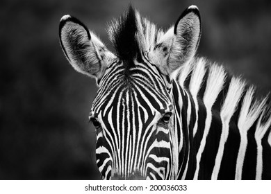 Close Portrait Zebra Looking Camera Black Stock Photo (Edit Now) 200036033
