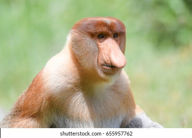 Close Proboscis Monkey Stock Photo 655957762 | Shutterstock