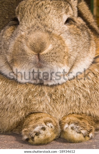 Close Rabbit Resting Mode Stock Photo (Edit Now) 18934612