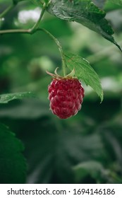 587 Native raspberry Images, Stock Photos & Vectors | Shutterstock