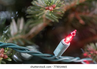 162 Fraser Fir Christmas Trees Images, Stock Photos & Vectors ...