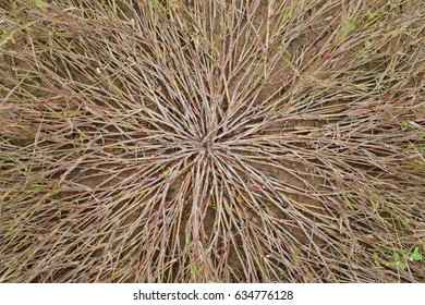 Close Red Grass Texture Background Stock Photo 634776128 | Shutterstock
