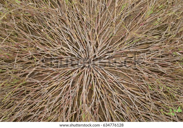 Close Red Grass Texture Background Stock Photo 634776128 | Shutterstock