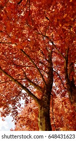 Close Red Maple Tree Canopy Stock Photo 648431623 | Shutterstock