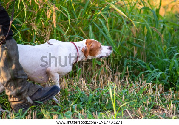 584 English Setter Pointing Images, Stock Photos & Vectors | Shutterstock