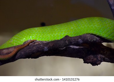 79 Red tail pit viper 이미지, 스톡 사진 및 벡터 | Shutterstock