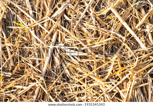 Close Rice Straw Texture Pattern Background Stock Photo 1935345343 ...