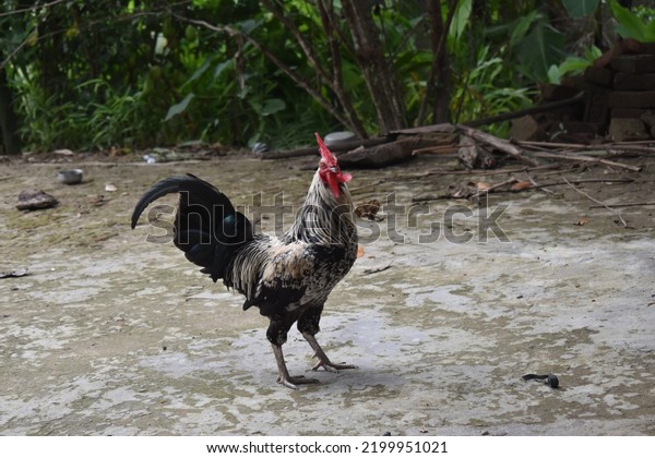 Close Rooster Standing Posing Pose Stock Photo 2199951021 | Shutterstock