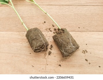 2,429 Plant seedling root cut Images, Stock Photos & Vectors | Shutterstock
