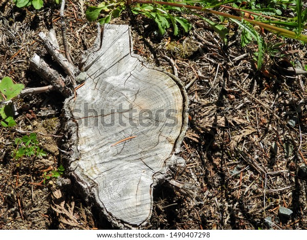 Close Root Tree Stump Shape Human Stock Photo 1490407298 | Shutterstock