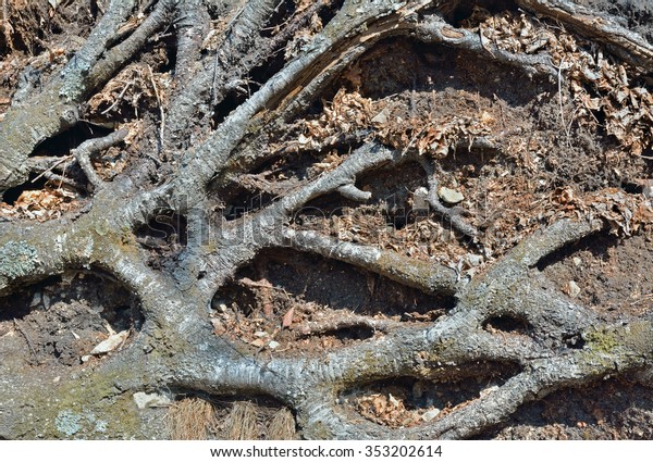 Close Roots Fallen Tree Stock Photo 353202614 | Shutterstock