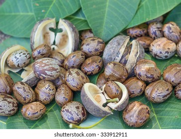 2,672 Rubber tree seeds Images, Stock Photos & Vectors | Shutterstock