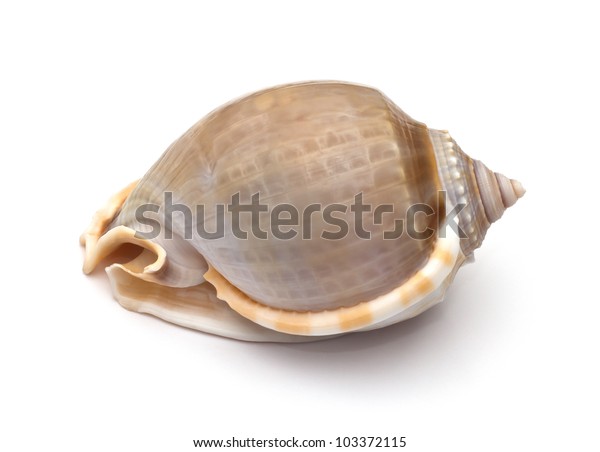 Close Seashell On White Background Stock Photo 103372115 | Shutterstock