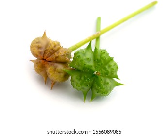 Close Seeds Devils Thorn Tribulus Terrestris Stock Photo 1556089085 ...