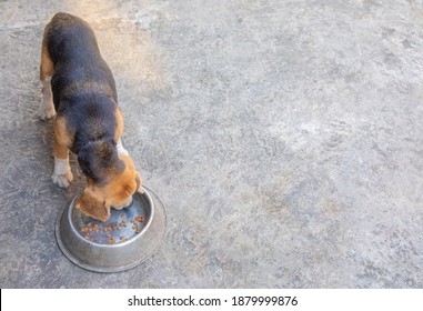 349 Fat beagle Images, Stock Photos & Vectors | Shutterstock