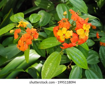 Cercidoideae Images, Stock Photos & Vectors | Shutterstock