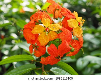 Cercidoideae Images, Stock Photos & Vectors | Shutterstock