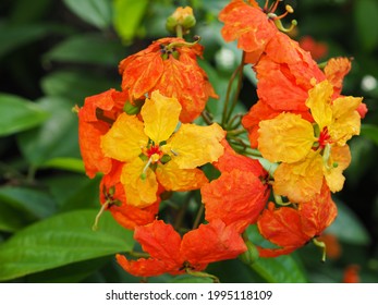 Cercidoideae Images, Stock Photos & Vectors | Shutterstock