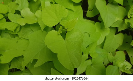 275 Daun Patat Images, Stock Photos & Vectors | Shutterstock