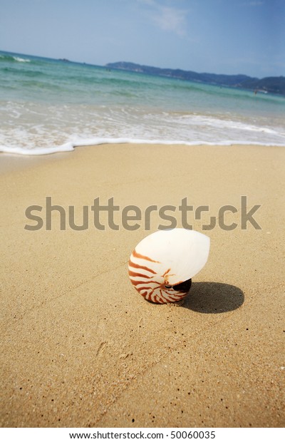 Close Shell On Beach Stock Photo 50060035 | Shutterstock