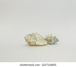 11,280 Big Beach Shell Images, Stock Photos & Vectors | Shutterstock