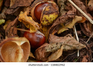 896 Shiny conkers Images, Stock Photos & Vectors | Shutterstock